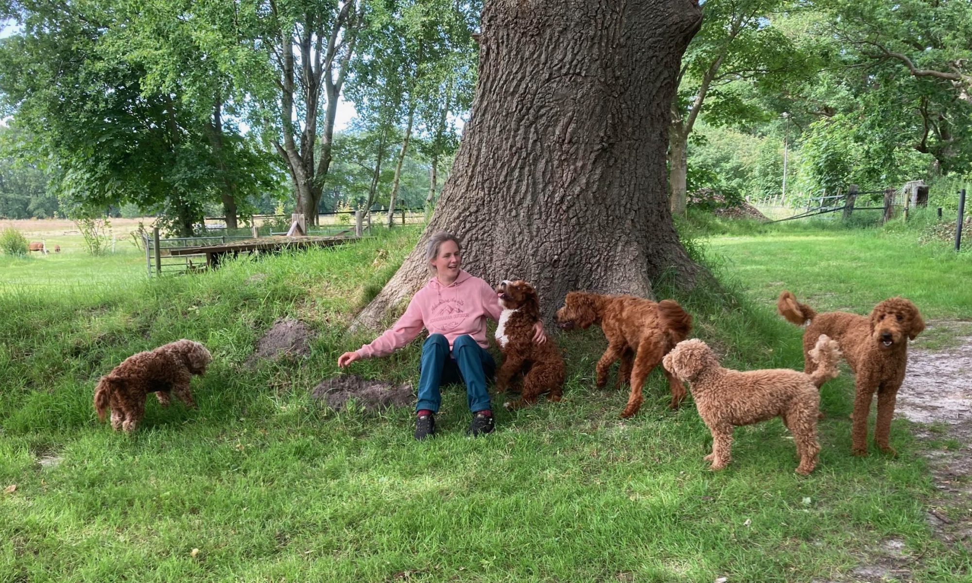 Mahogany Melody – rode & abrikoos doodle puppy's